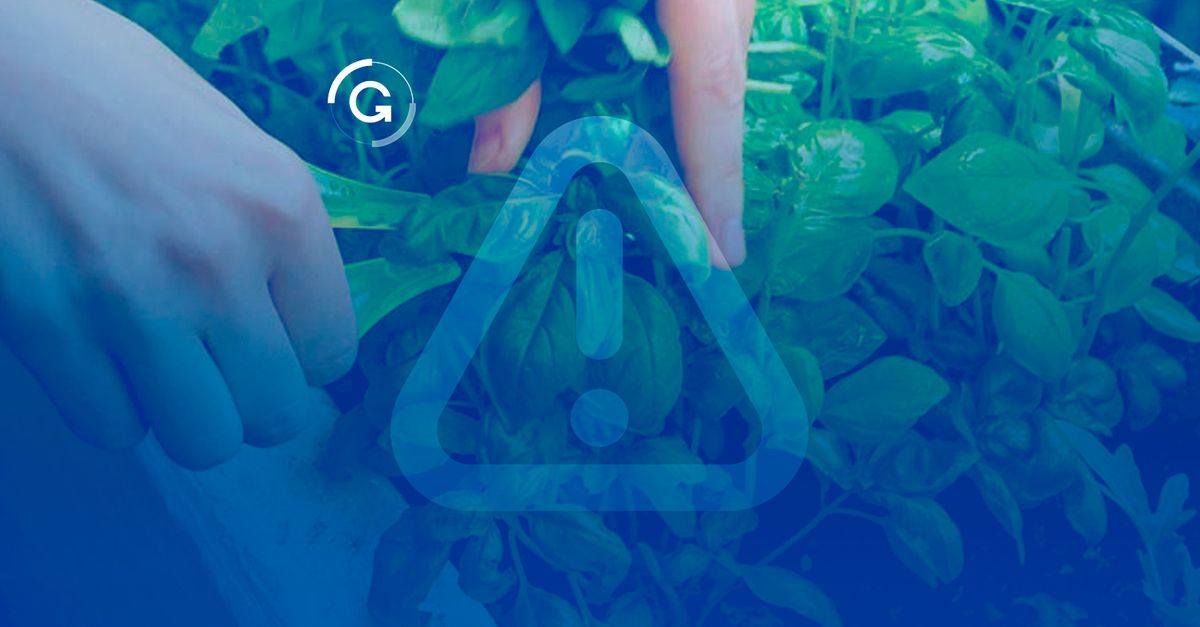 FDA: Investigating an E. coli Outbreak, and Issuing a Basil Recall